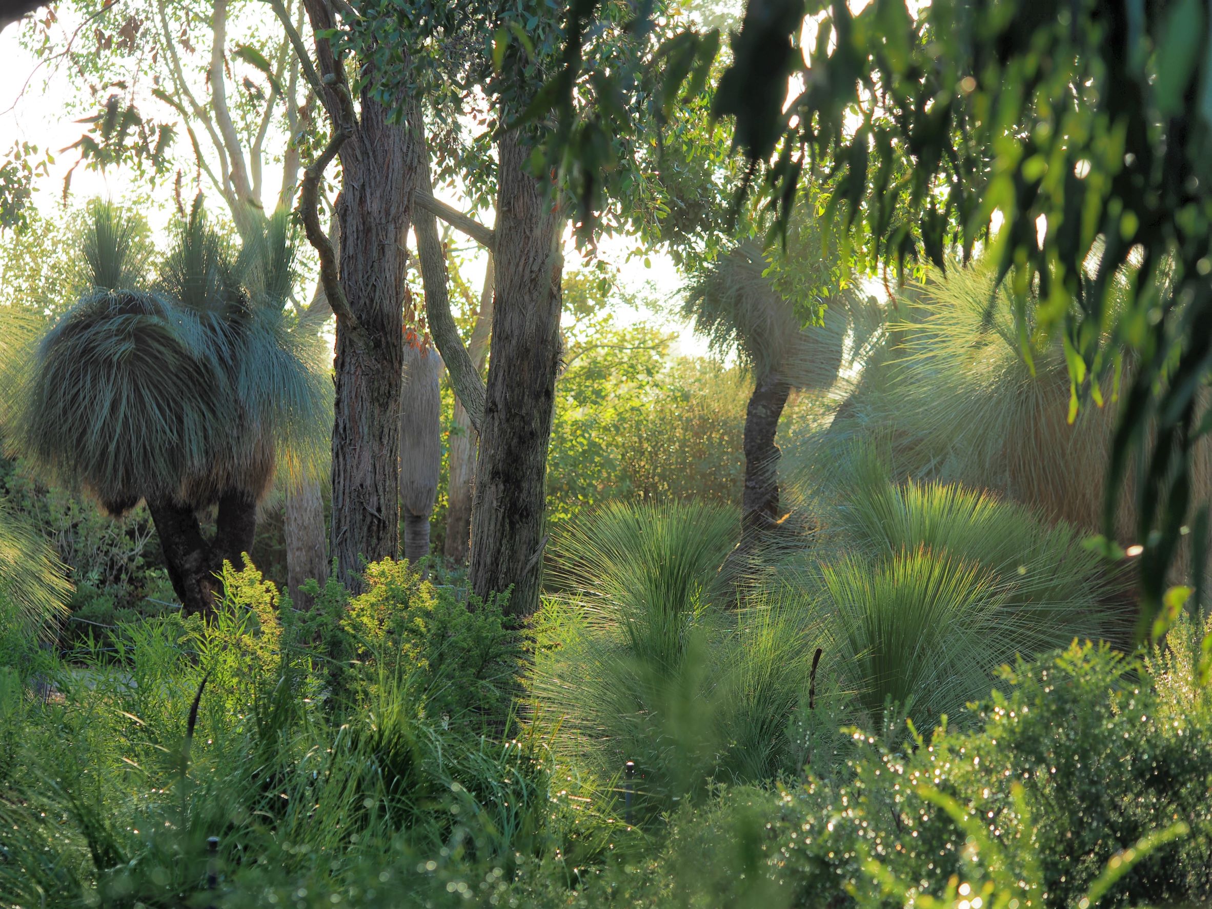 Stringybark Garden | Royal Botanic Gardens Victoria