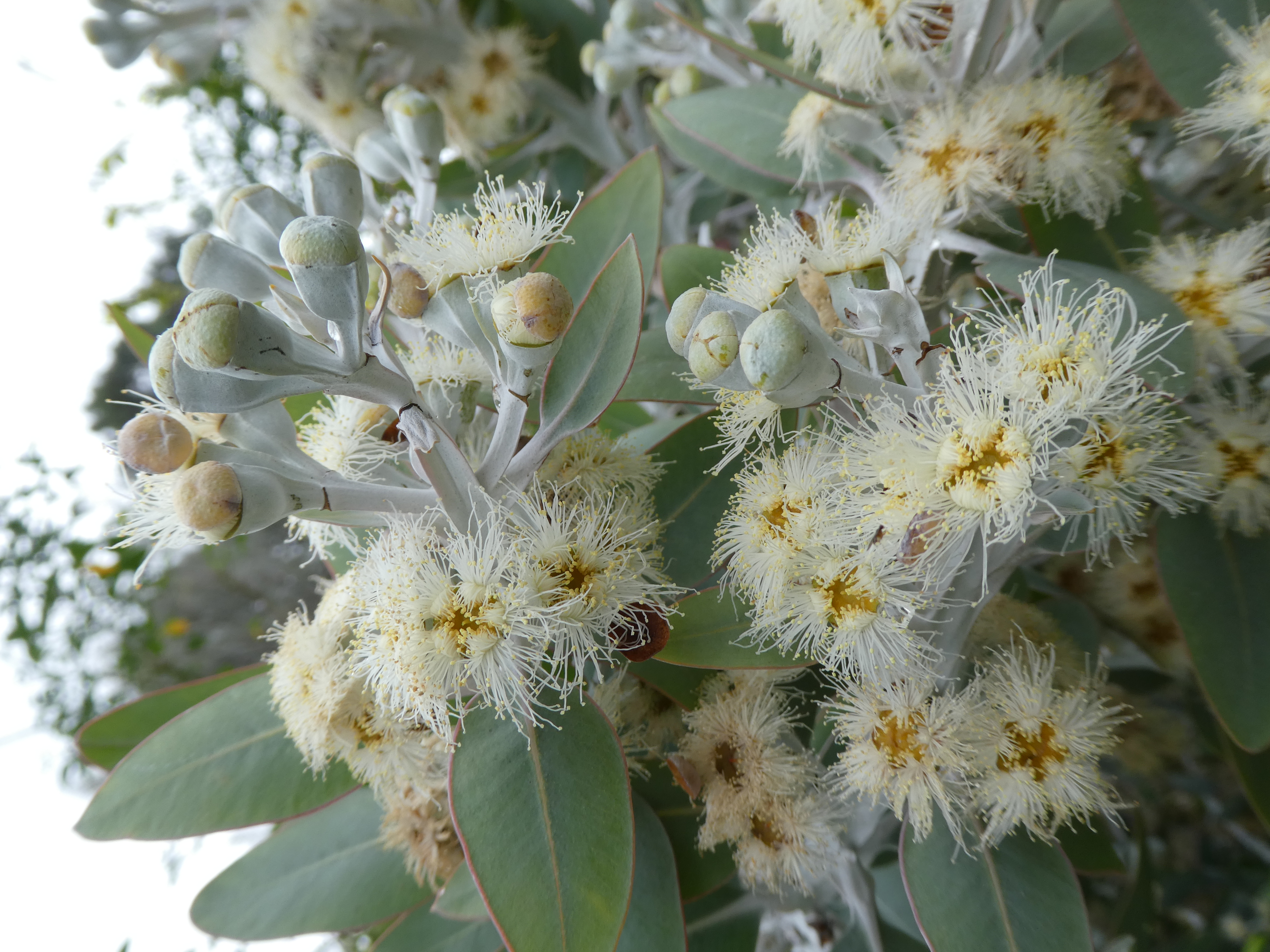 Grey Garden | Royal Botanic Gardens Victoria