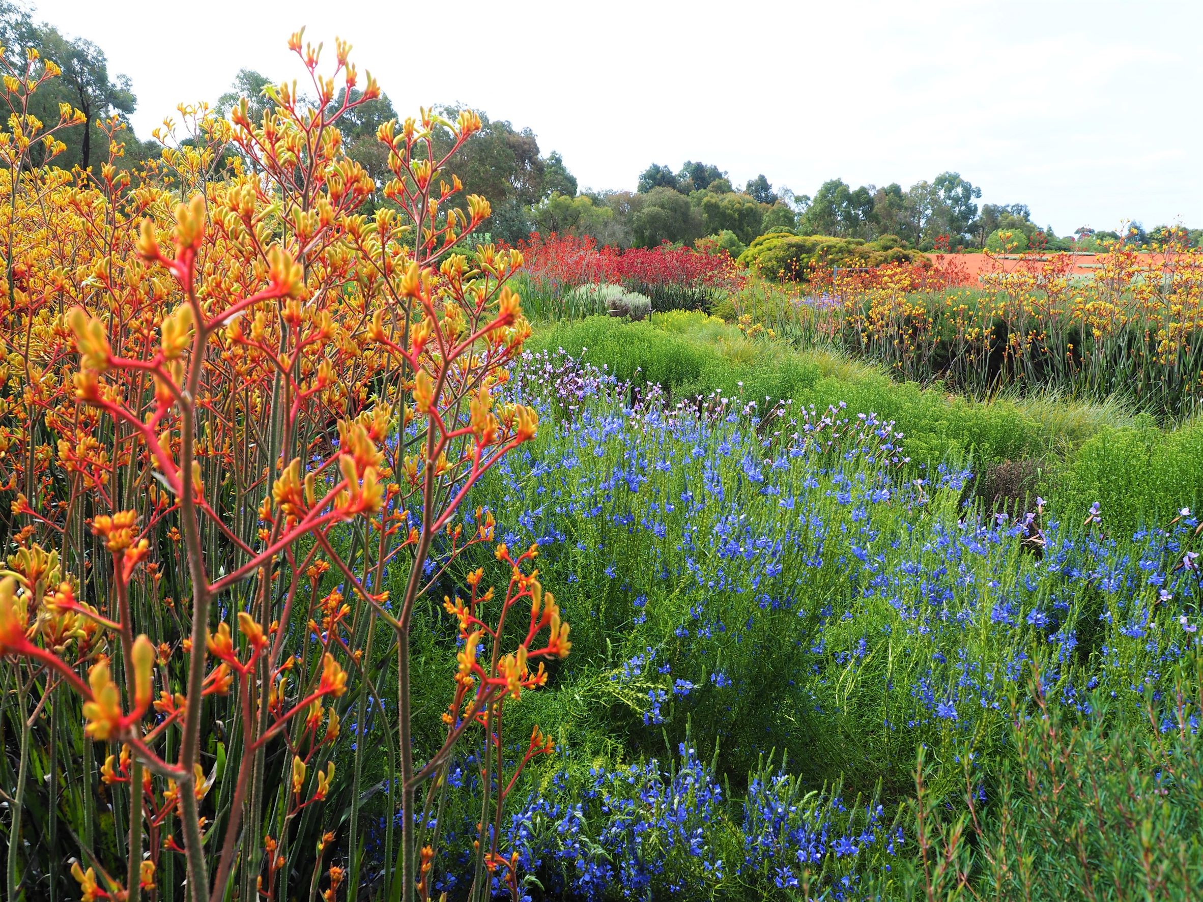 Ephemeral Garden | Royal Botanic Gardens Victoria