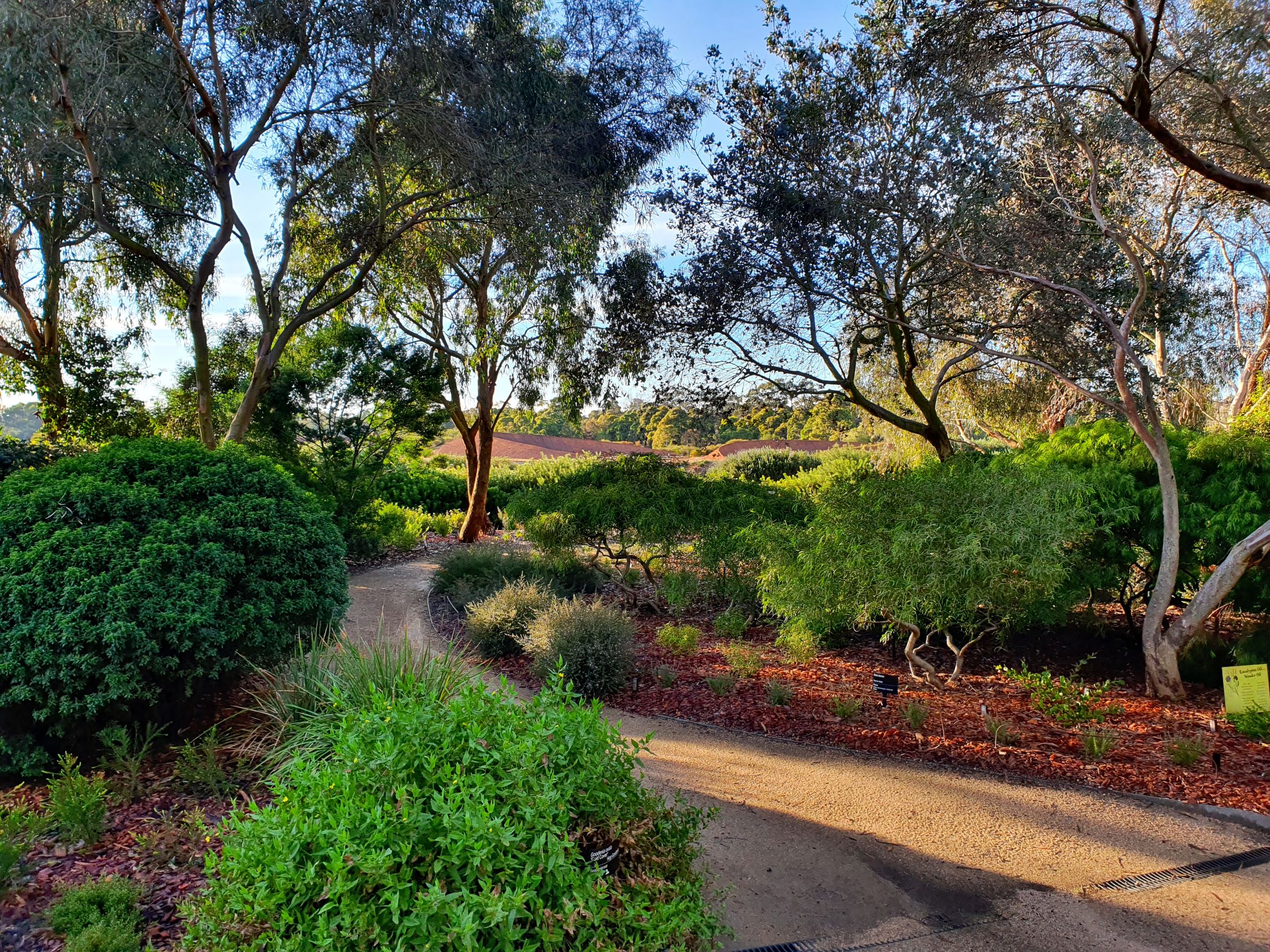 Peppermint Garden | Royal Botanic Gardens Victoria