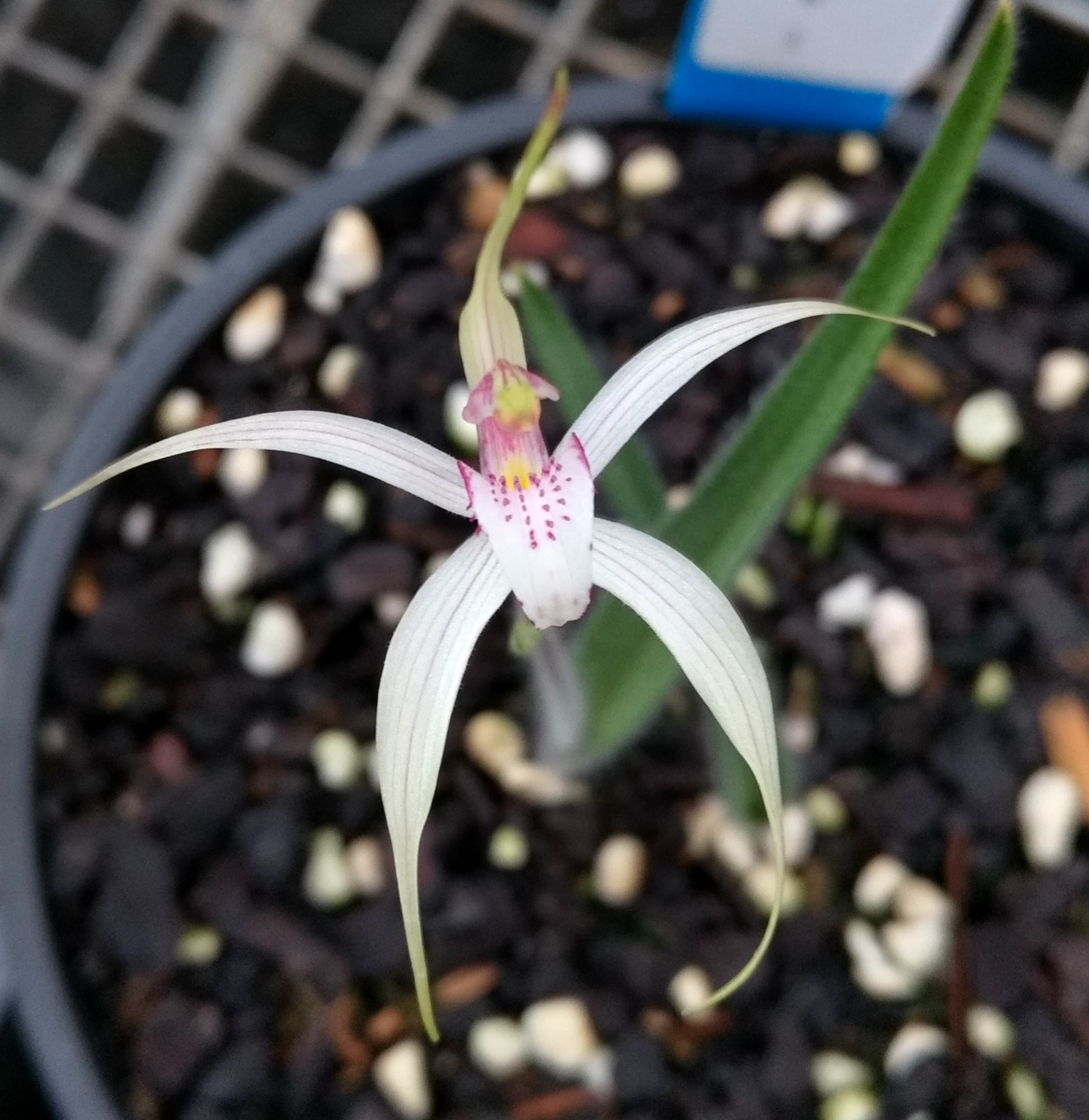Terrestrial Orchid Collection | Royal Botanic Gardens Victoria