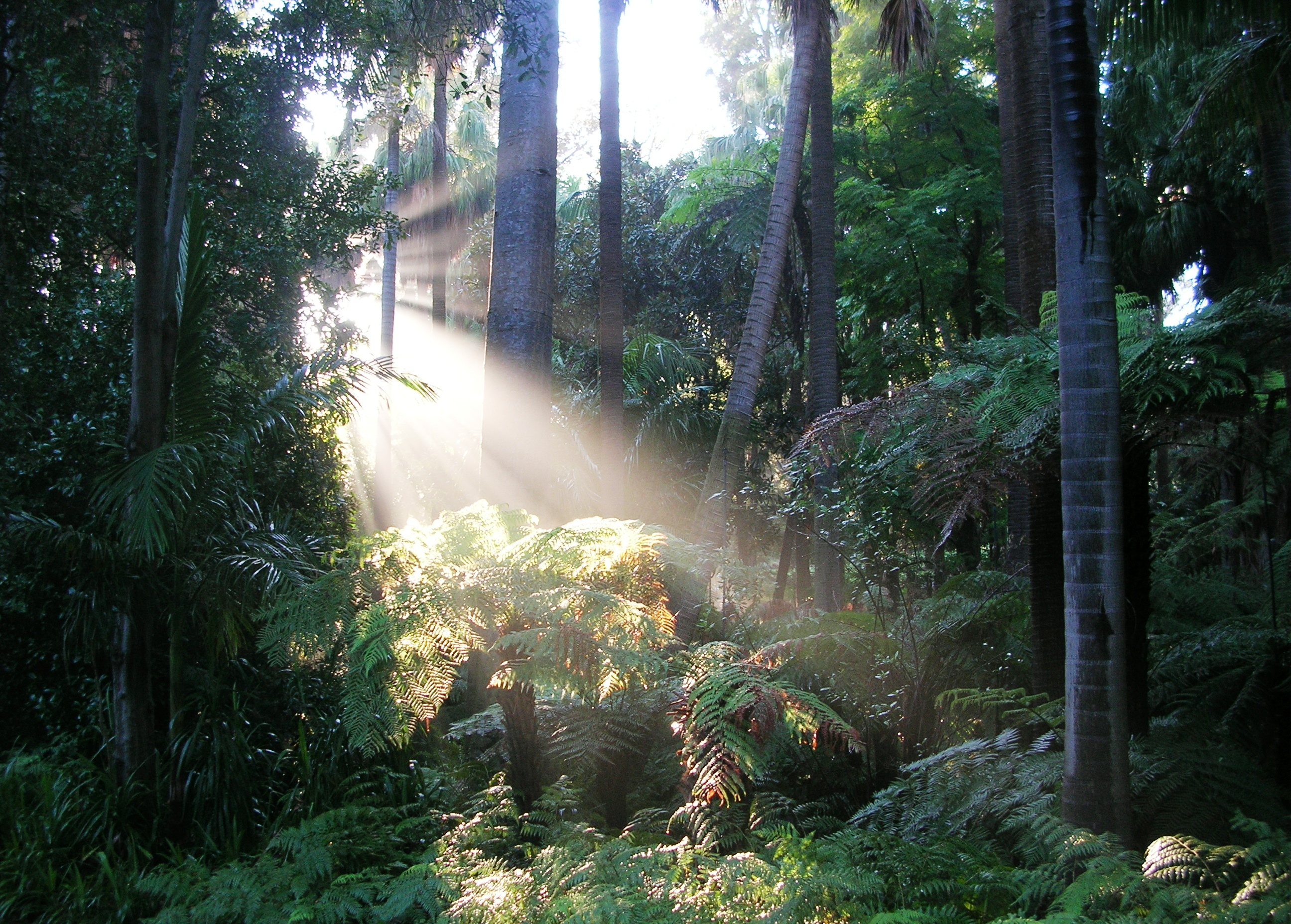 Fern Gully | Royal Botanic Gardens Victoria